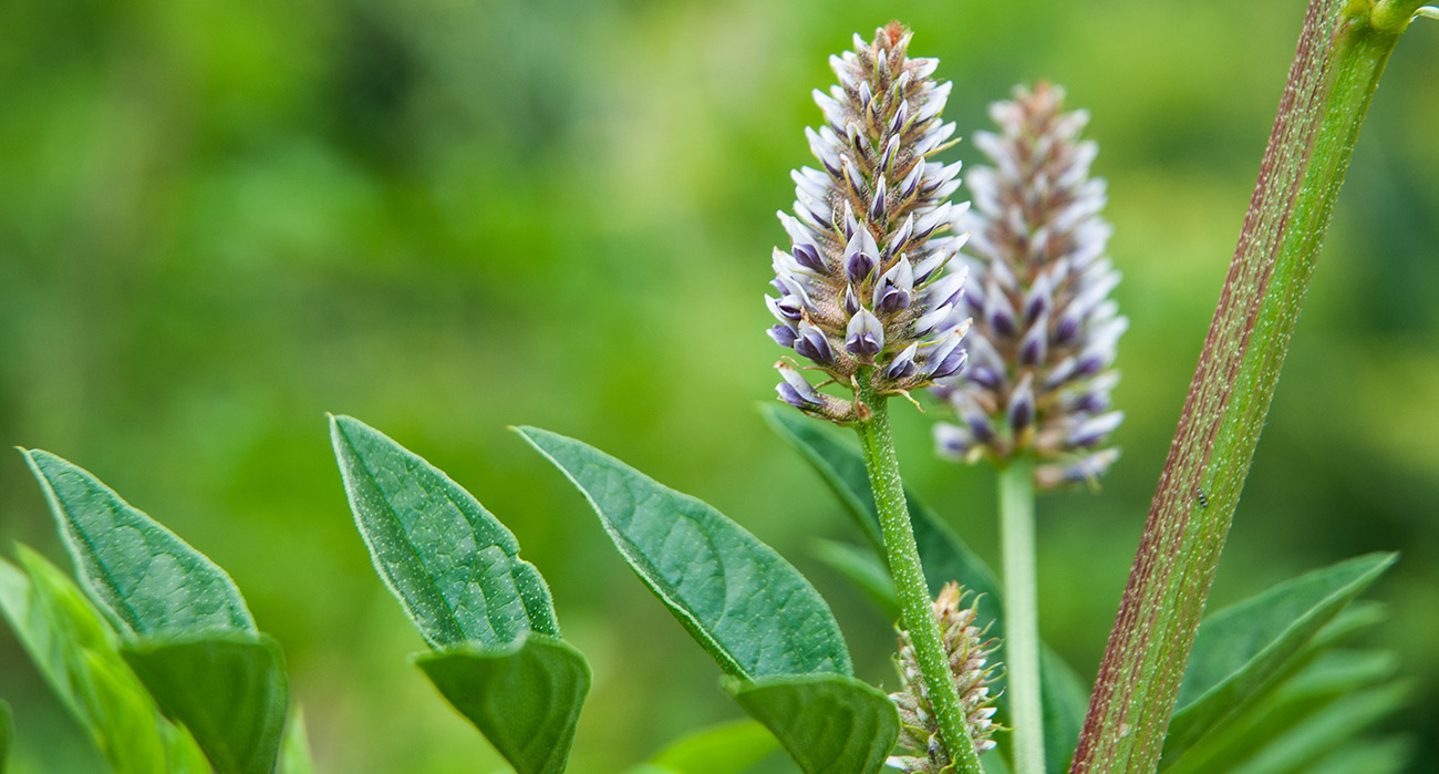 La storia della Calabria e i piatti tipici della cucina calabrese ...